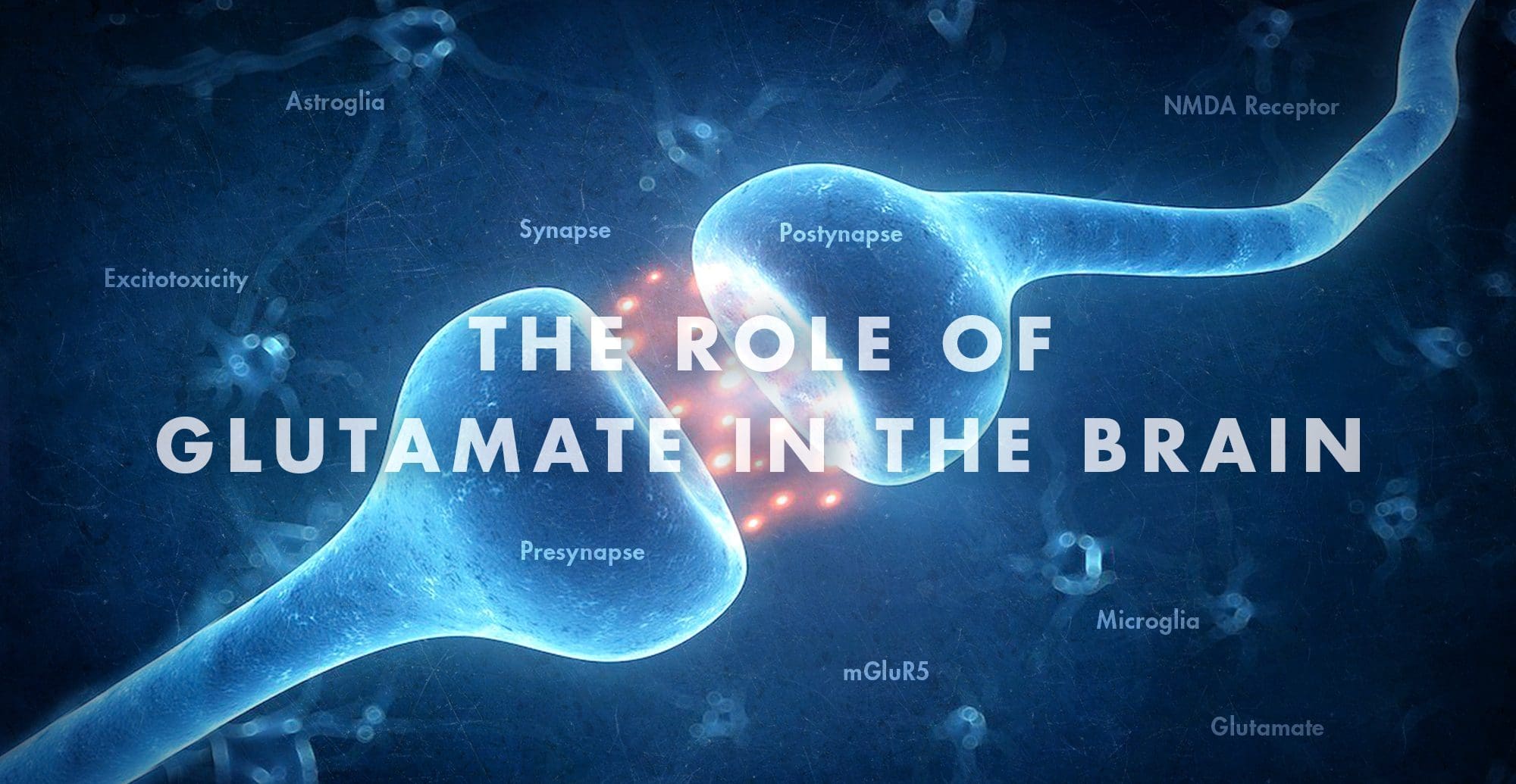 Functional Neurology: The Role of Glutamate in the Brain - El Paso's ...